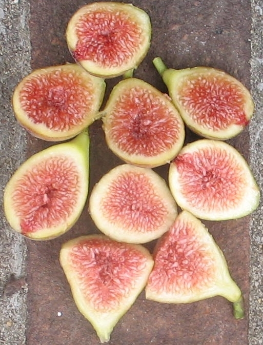 Sugar-Berry Figs – Mountain Figs