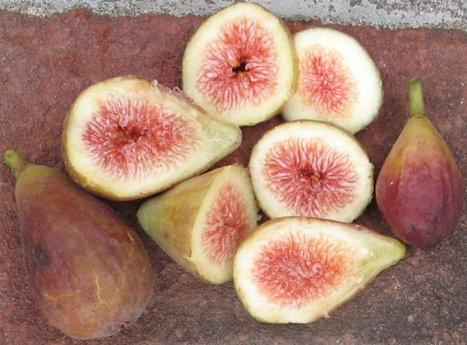 Sugar-Berry Figs – Mountain Figs
