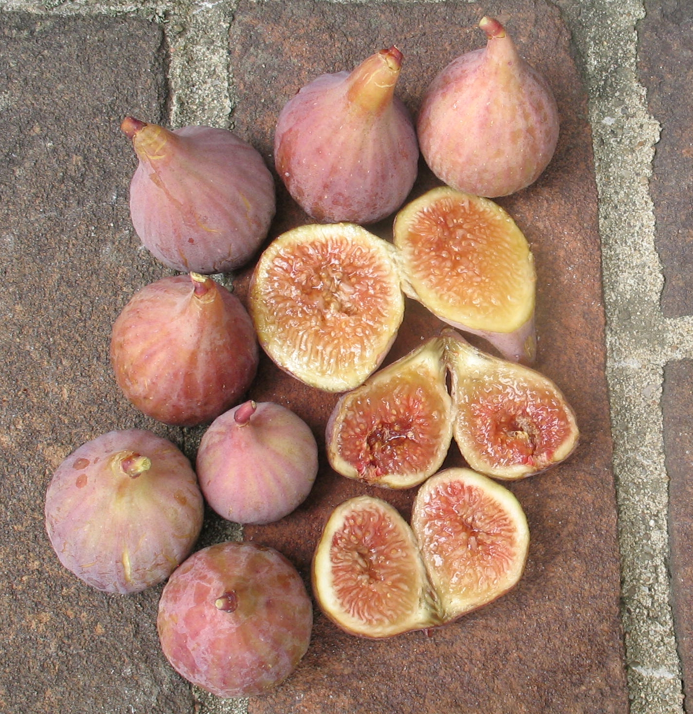 improved-celeste-76 – Mountain Figs