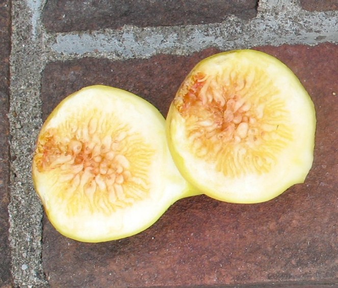Agave Honey Figs – Mountain Figs