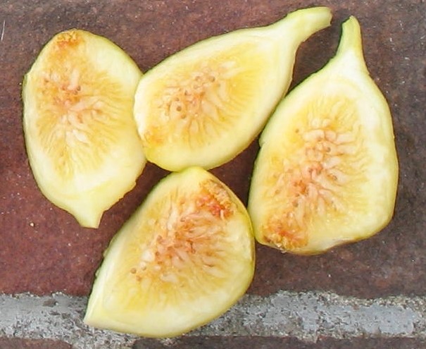 Agave Honey Figs – Mountain Figs