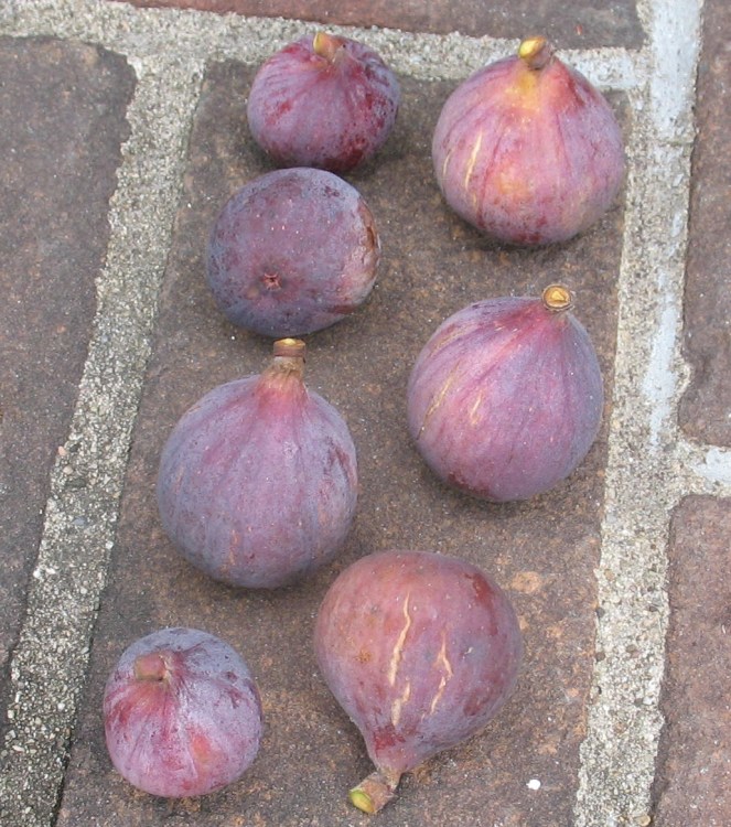 Sugar-Berry Figs – Mountain Figs