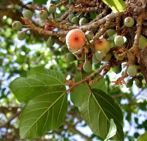 Sycamore Figs – Mountain Figs