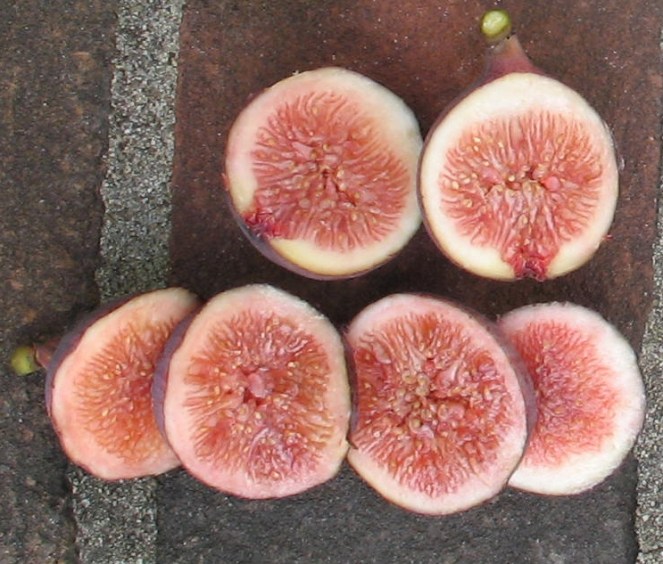 Sugar-Berry Figs – Mountain Figs