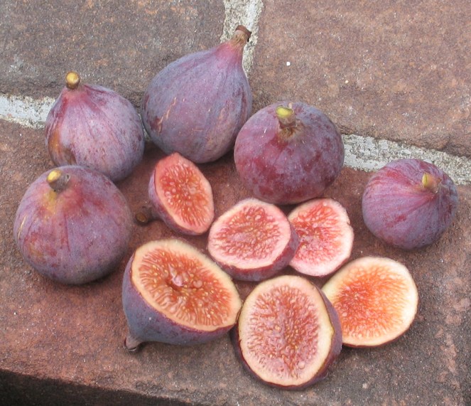 Sugar-Berry Figs – Mountain Figs