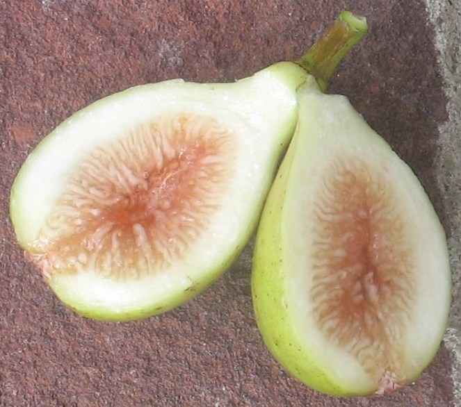 VARIETIES: A-L – Mountain Figs