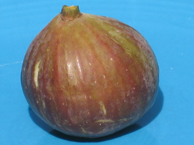 Alma – Mountain Figs