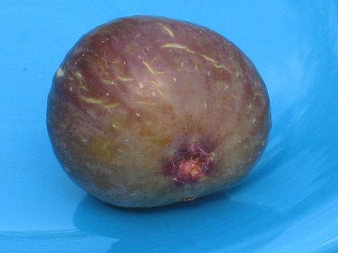 Alma – Mountain Figs