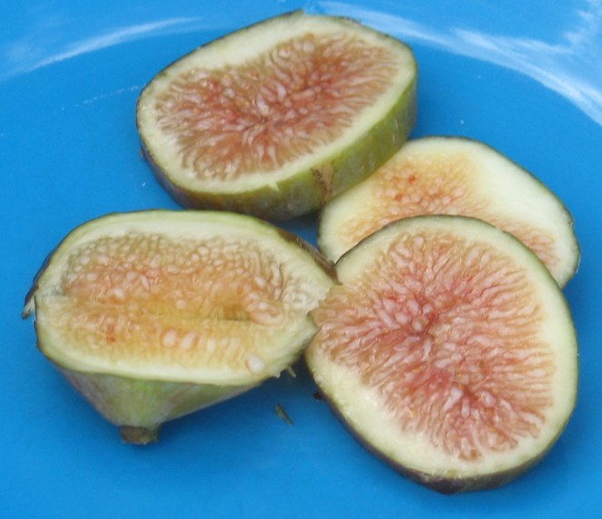 Alma – Mountain Figs