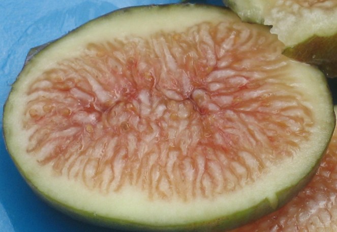 Alma – Mountain Figs