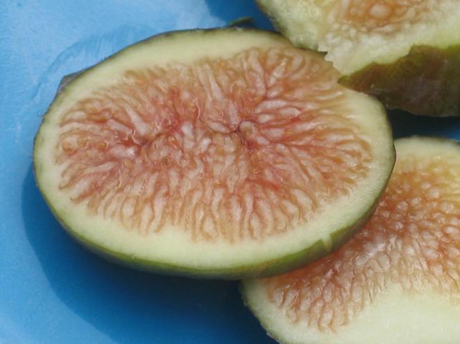 Alma – Mountain Figs