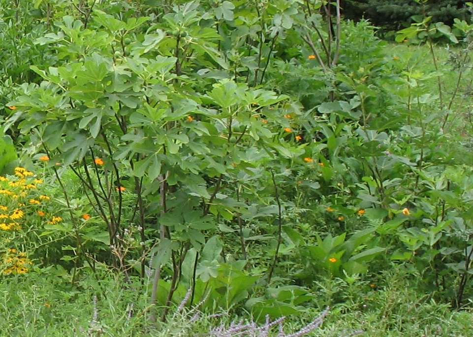 Wintertime Fig Trees – Mountain Figs