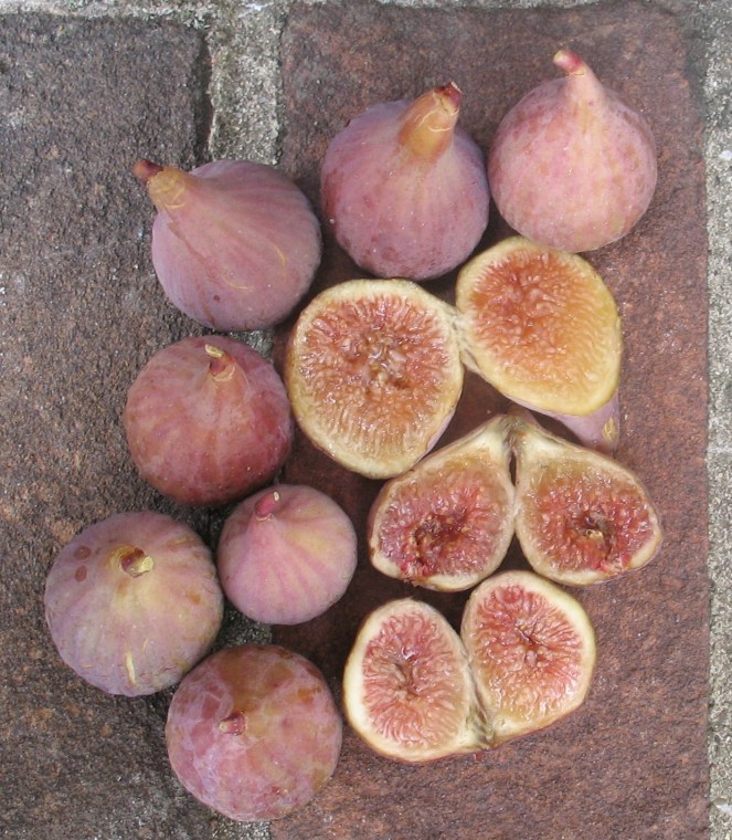 Shades of Improved Celeste – Mountain Figs