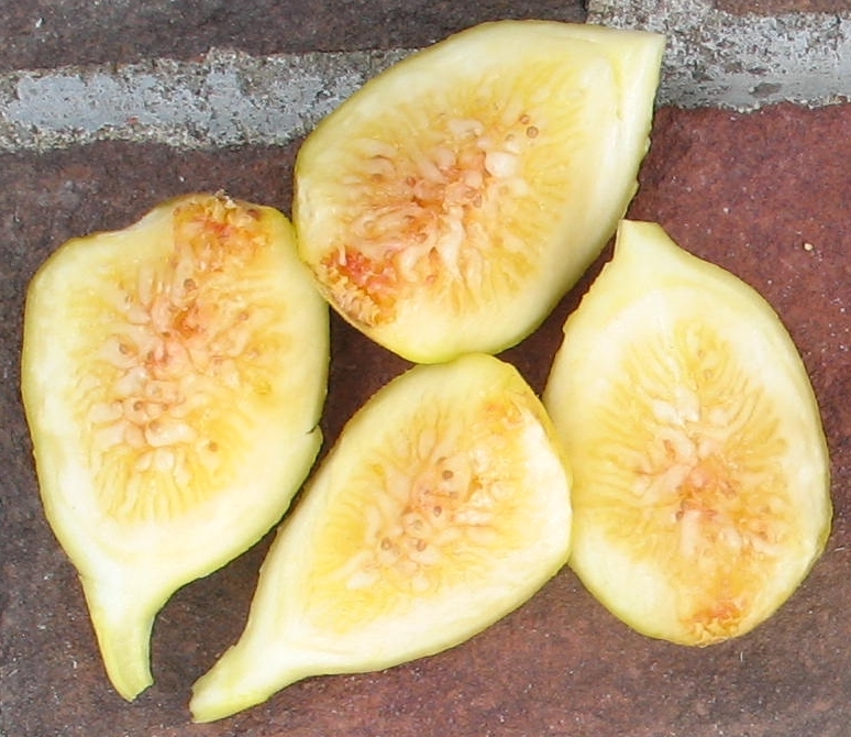 long-yellow-27 – Mountain Figs