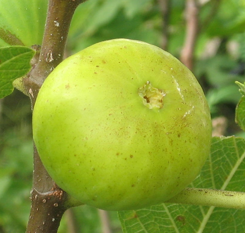 The Brightest Figs – Mountain Figs