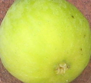 Fig Skin Color Spectrum – Mountain Figs