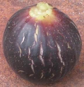 Fig Skin & Pulp Color Diversity – Mountain Figs