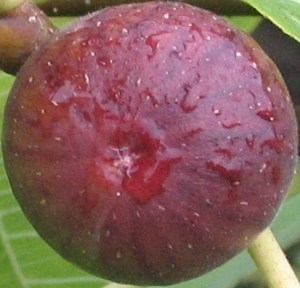 Fig Skin & Pulp Color Diversity – Mountain Figs
