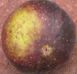 Fig Skin & Pulp Color Diversity – Mountain Figs