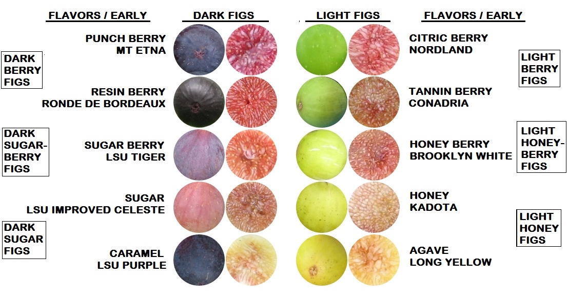 Basic Fig Flavors, Pulp & Skin Colors – Mountain Figs