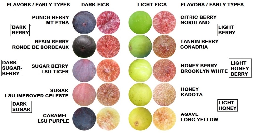 Early Figs By Flavor, Skin & Pulp Color – Mountain Figs