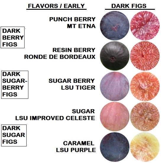 Early Figs By Flavor, Skin & Pulp Color – Mountain Figs