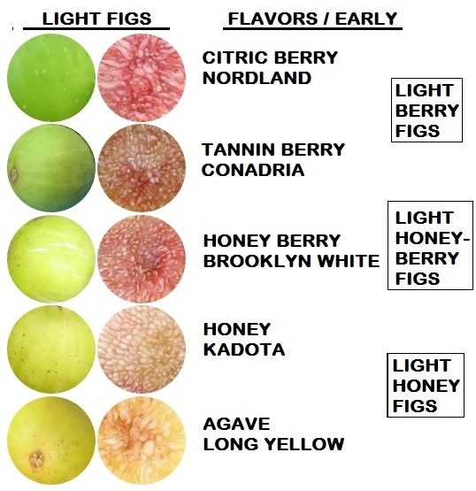 Early Figs By Flavor, Skin & Pulp Color – Mountain Figs