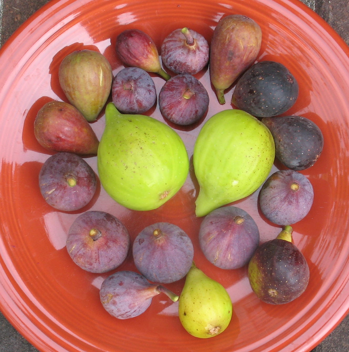 10 Good Figs For Short Seasons – Mountain Figs