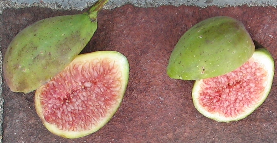 The Long Brebas of Nordland – Mountain Figs