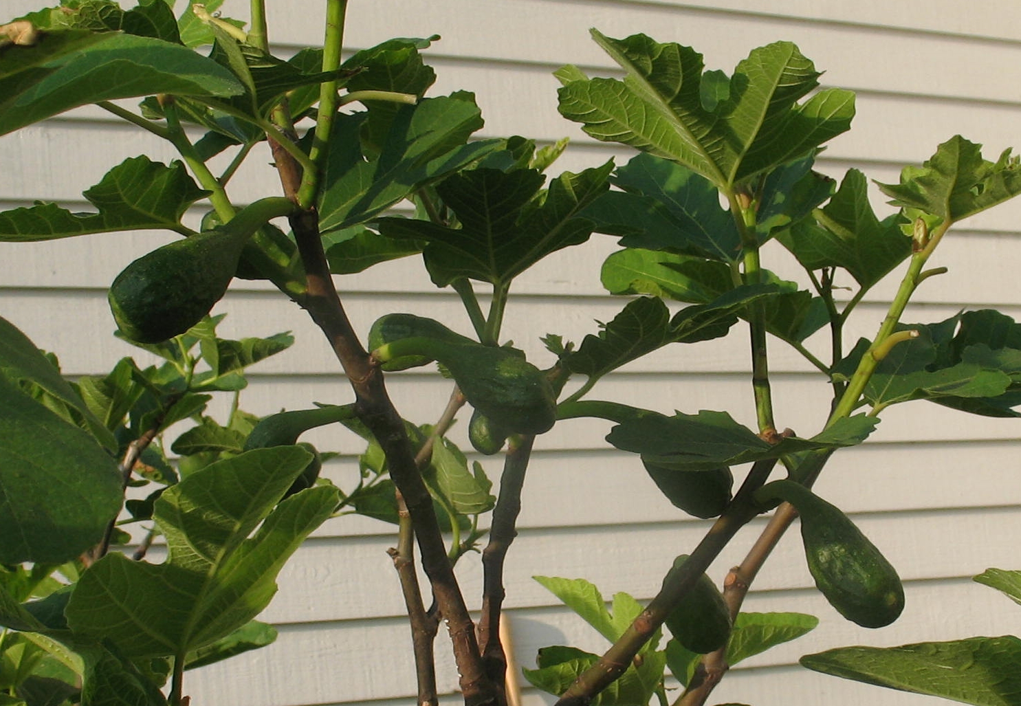 The Long Brebas of Nordland – Mountain Figs