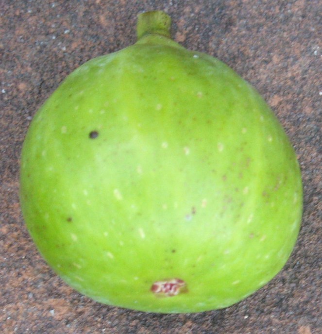 Paradiso Bronze – Mountain Figs