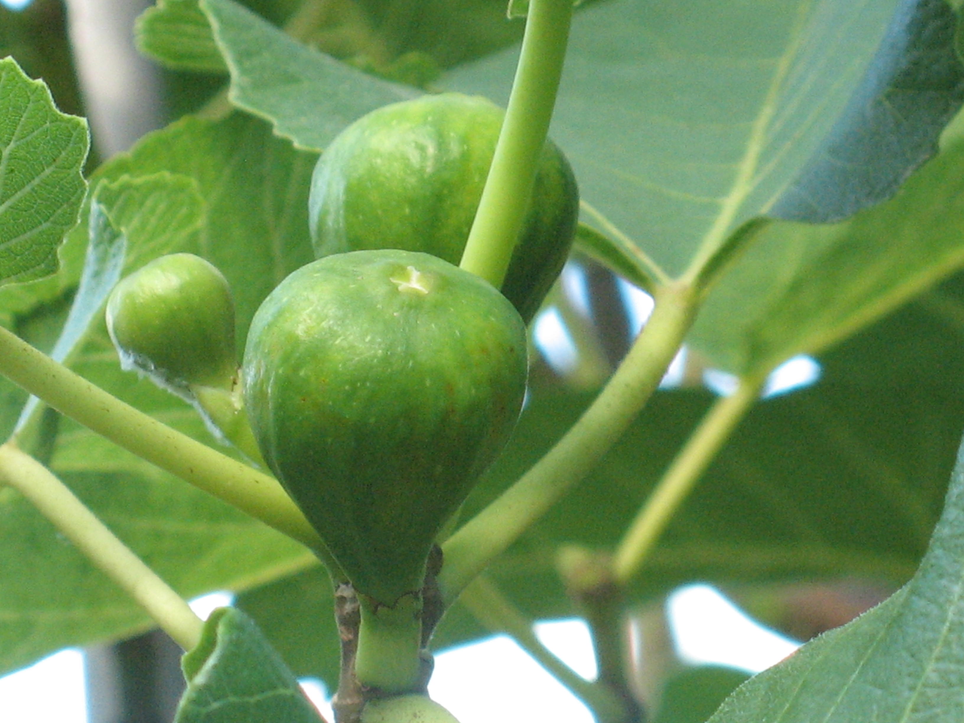 Paradiso Bronze – Mountain Figs