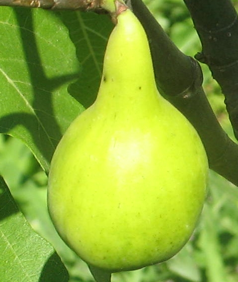 LSU Scott’s Yellow – Mountain Figs