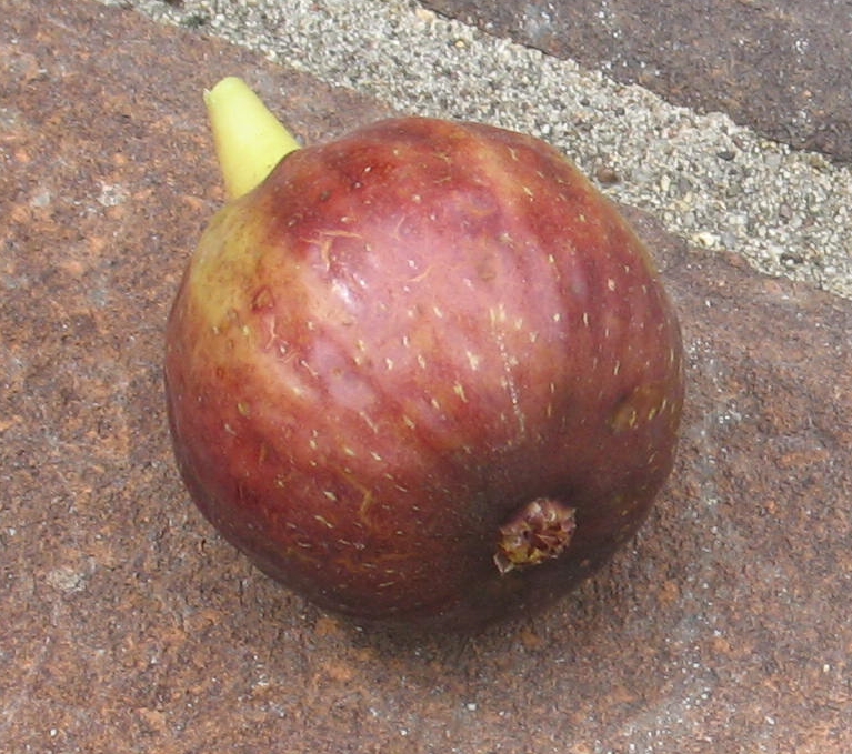 The Few, The Early: Breba Figs 2017 – Mountain Figs