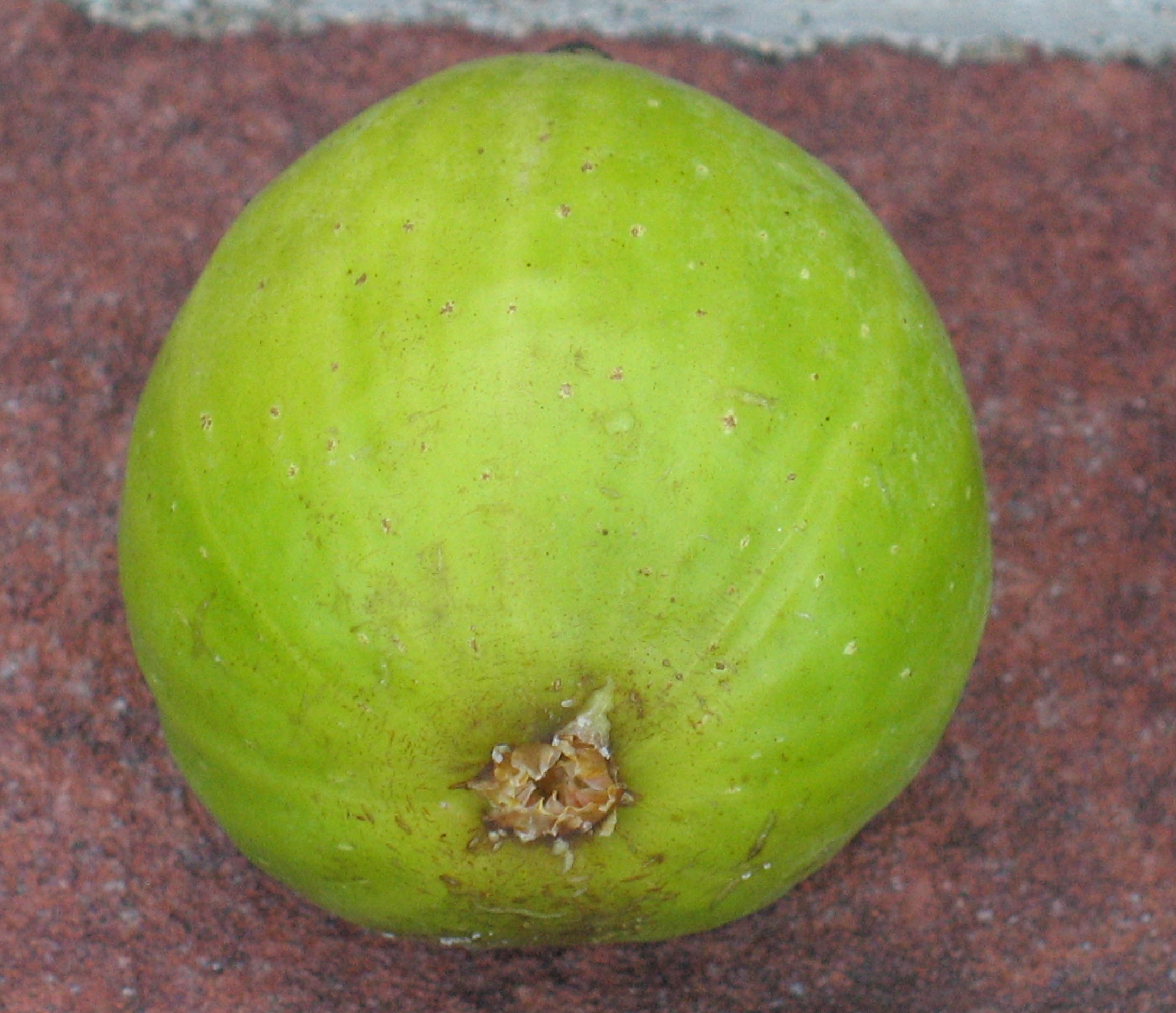 Galbun – Mountain Figs