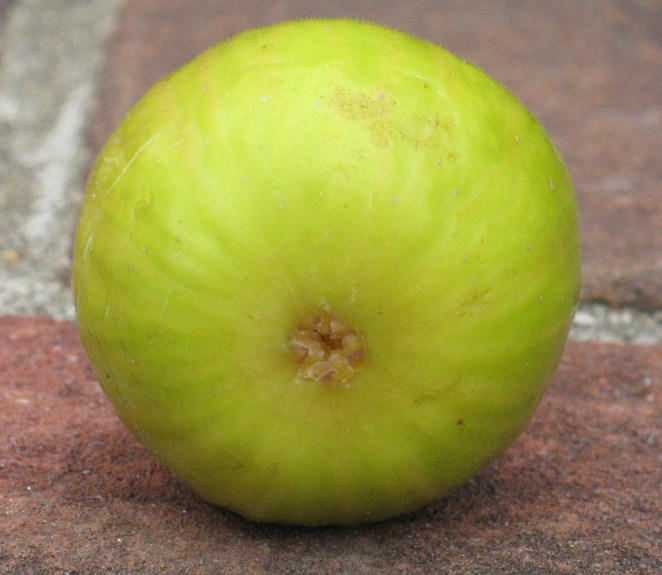 Long Yellow – Mountain Figs