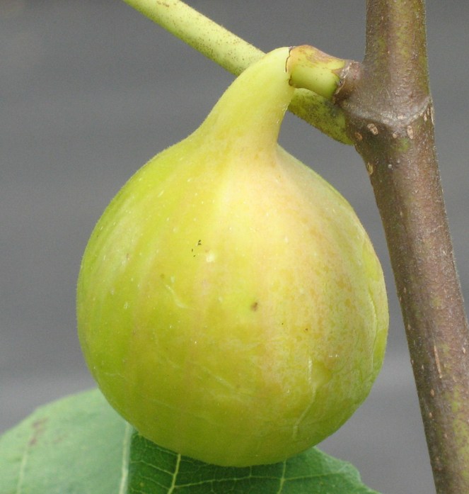 Long Yellow – Mountain Figs