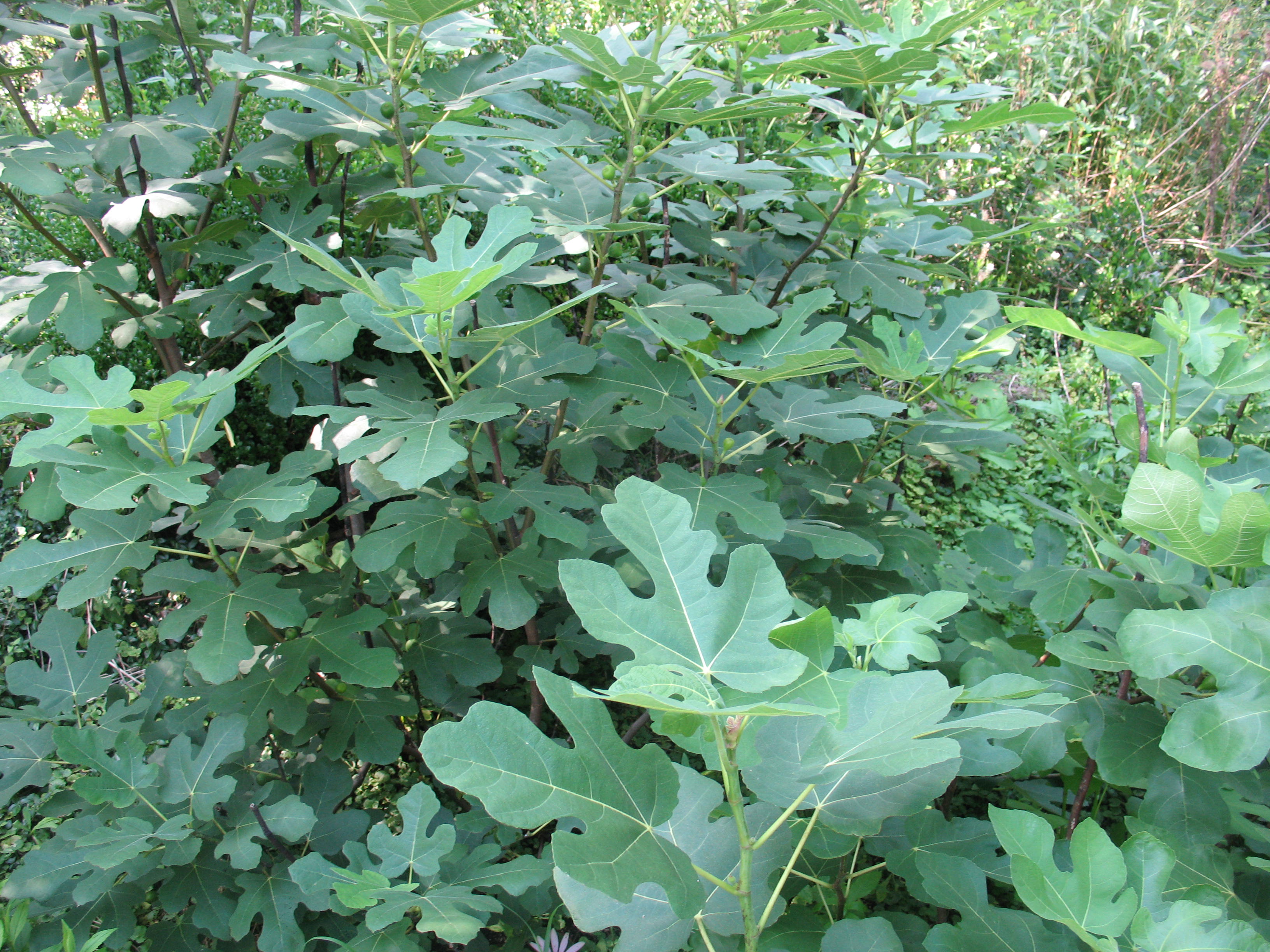 Early-Mid August Figs Ripening – Mountain Figs