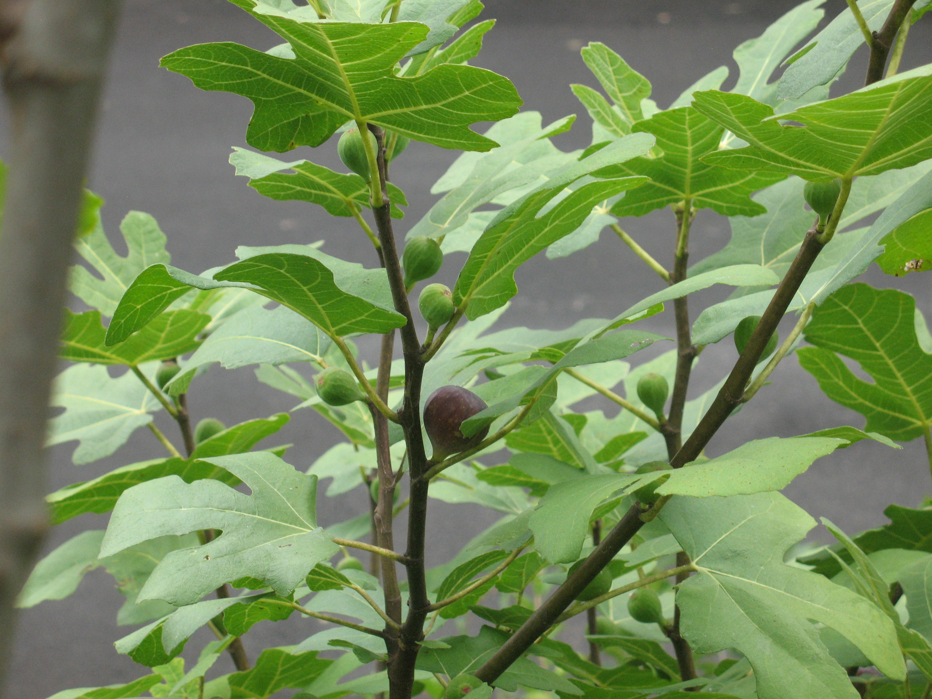 First In-Ground Figs – Mountain Figs