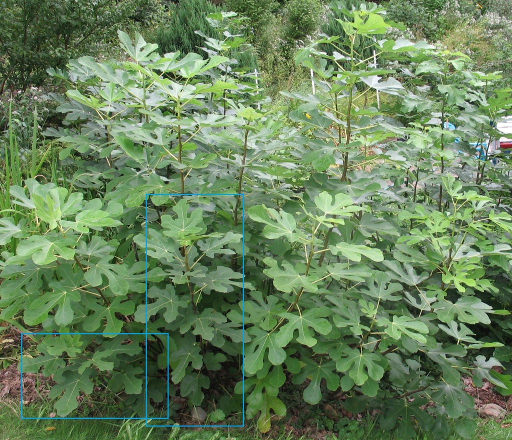 Inherent Capability of Fig Varieties – Mountain Figs