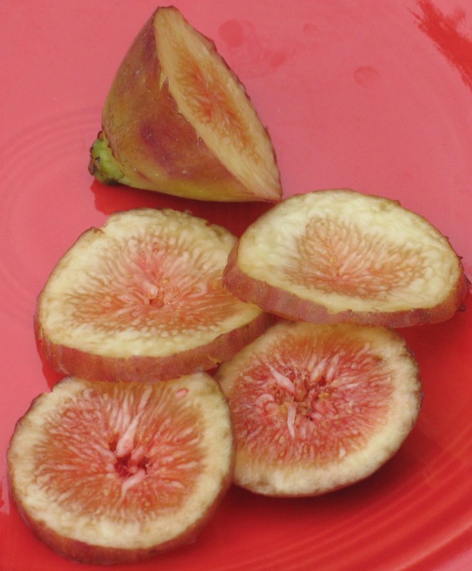 Dark Syrian – Mountain Figs