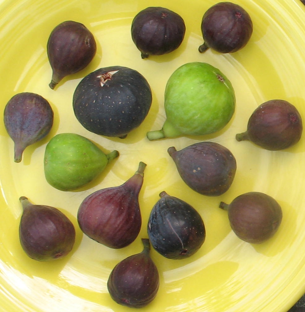 Figs on Trial: Preto, Sultane, Paradiso – Mountain Figs