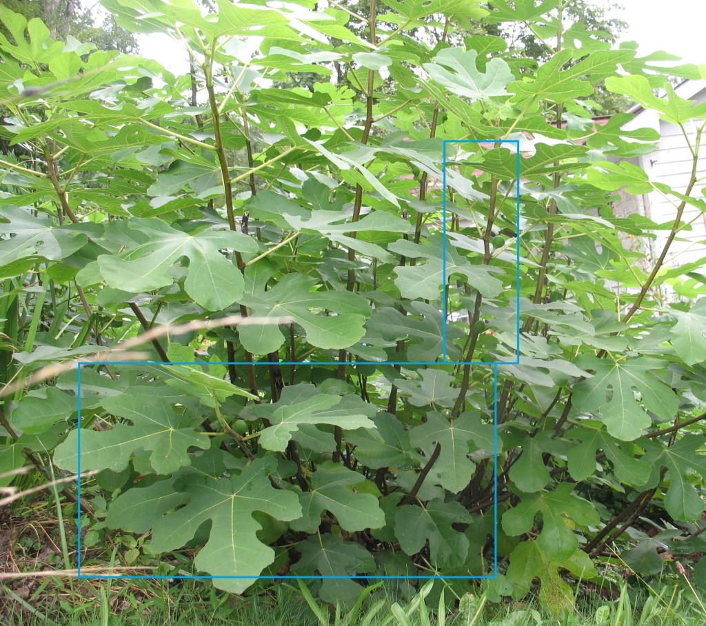 Inherent Capability of Fig Varieties – Mountain Figs