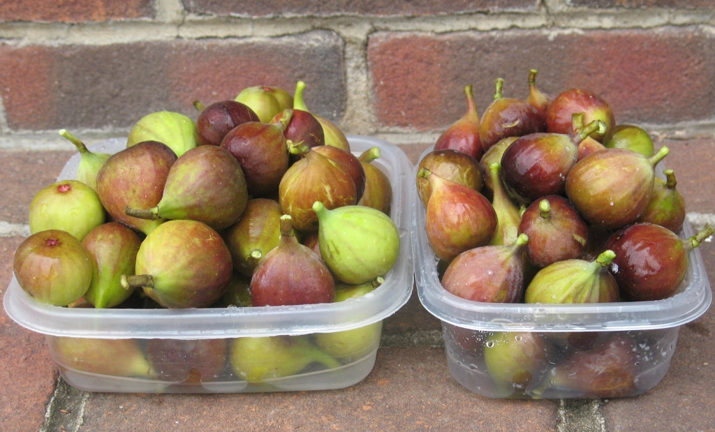 Mt Etna Figs in Fall Color – Mountain Figs