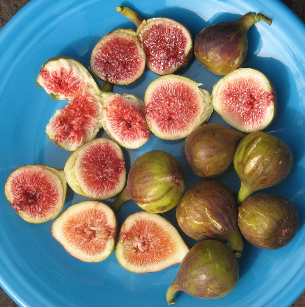 Mt Etna Figs in Fall Color – Mountain Figs