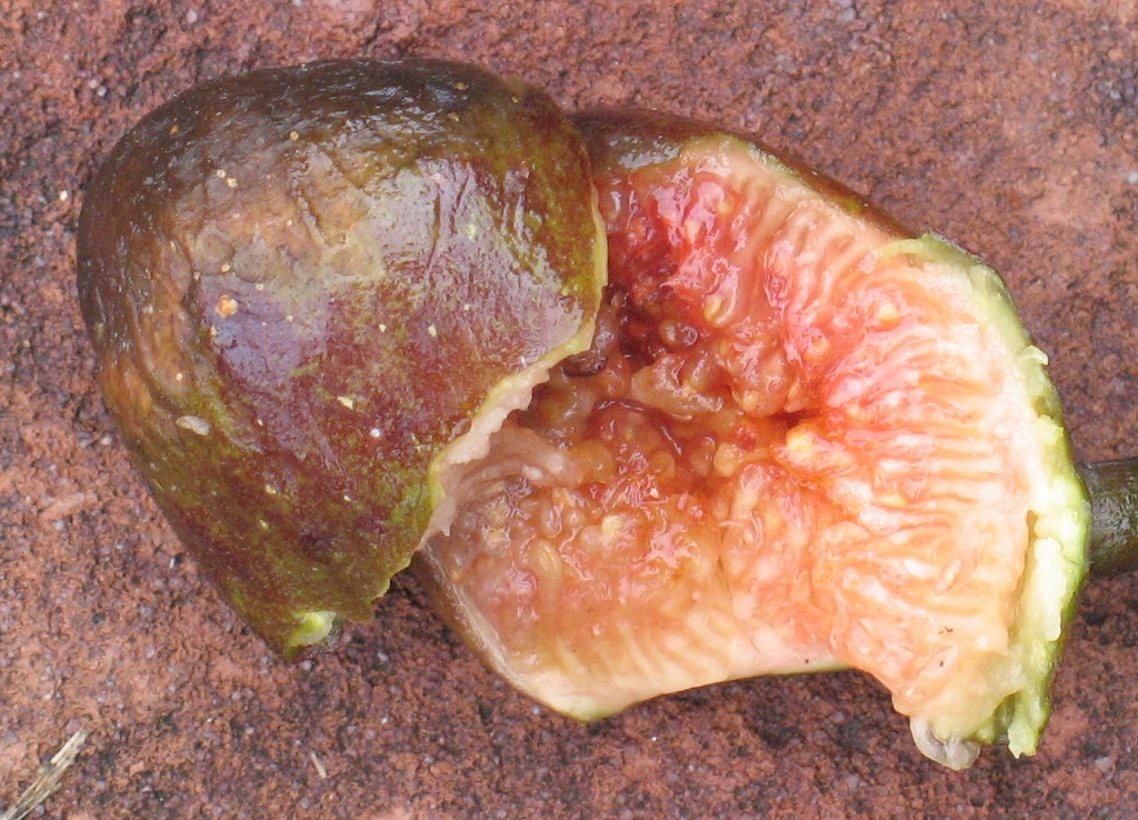 sweet george (11) (1024×738) – Mountain Figs