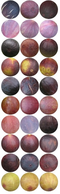 56 Figs – Mountain Figs