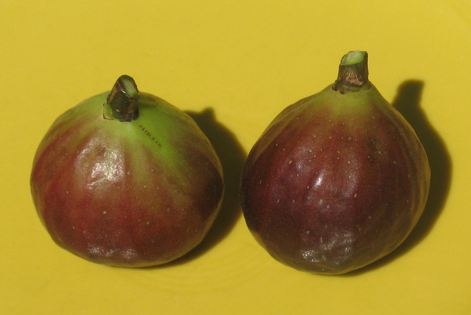 De Tres Esplets (61) – Mountain Figs