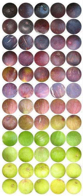 56 Figs – Mountain Figs