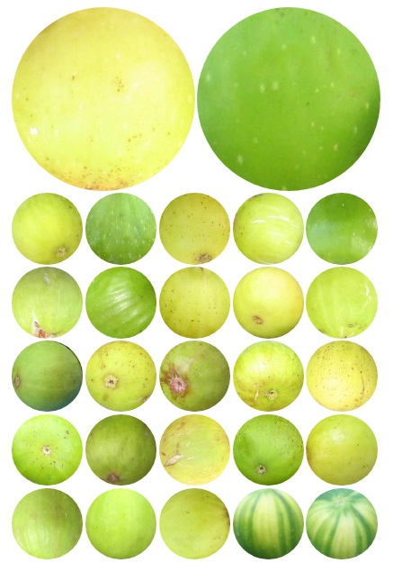 56 Figs – Mountain Figs